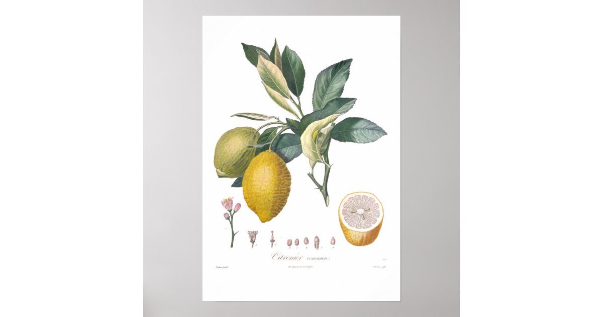 Lemon Poster | Zazzle