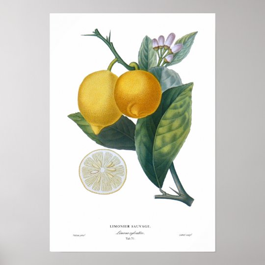 Lemon Poster | Zazzle.com