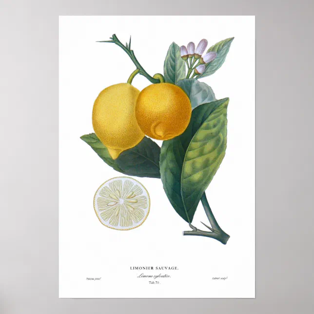 Lemon Poster | Zazzle