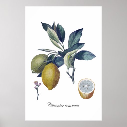 LEMON study botanical vintage poster | Zazzle