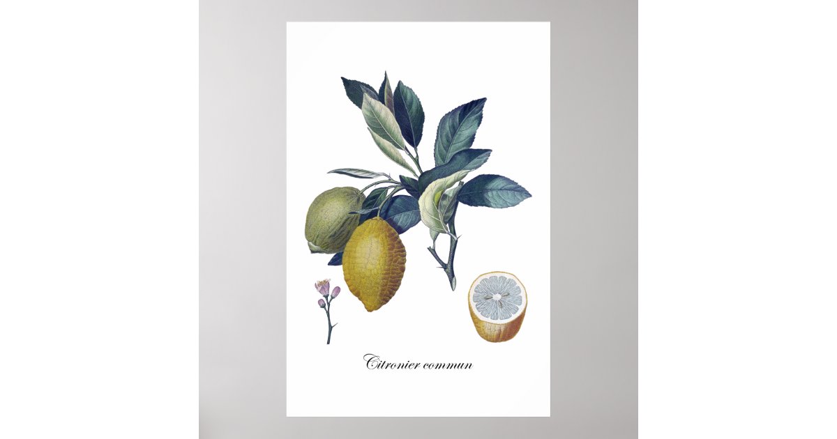 LEMON study botanical vintage poster | Zazzle