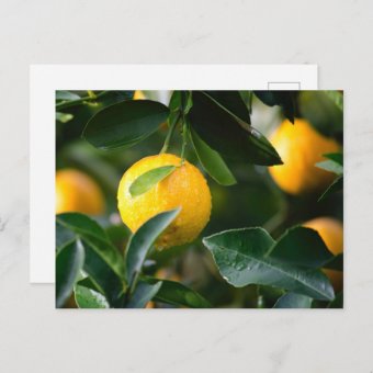 Lemon Tree Fruit Photography Postcard | Zazzle