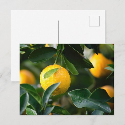 Lemon Tree Fruit Photography Postcard | Zazzle