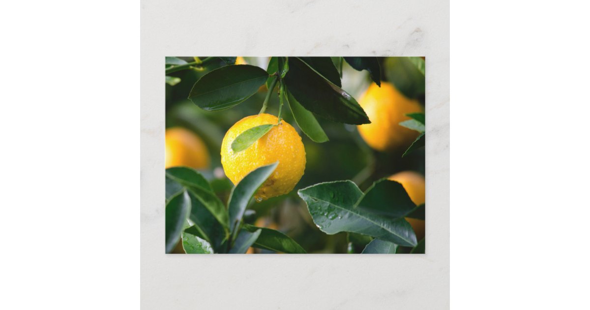 Lemon Tree Fruit Photography Postcard | Zazzle