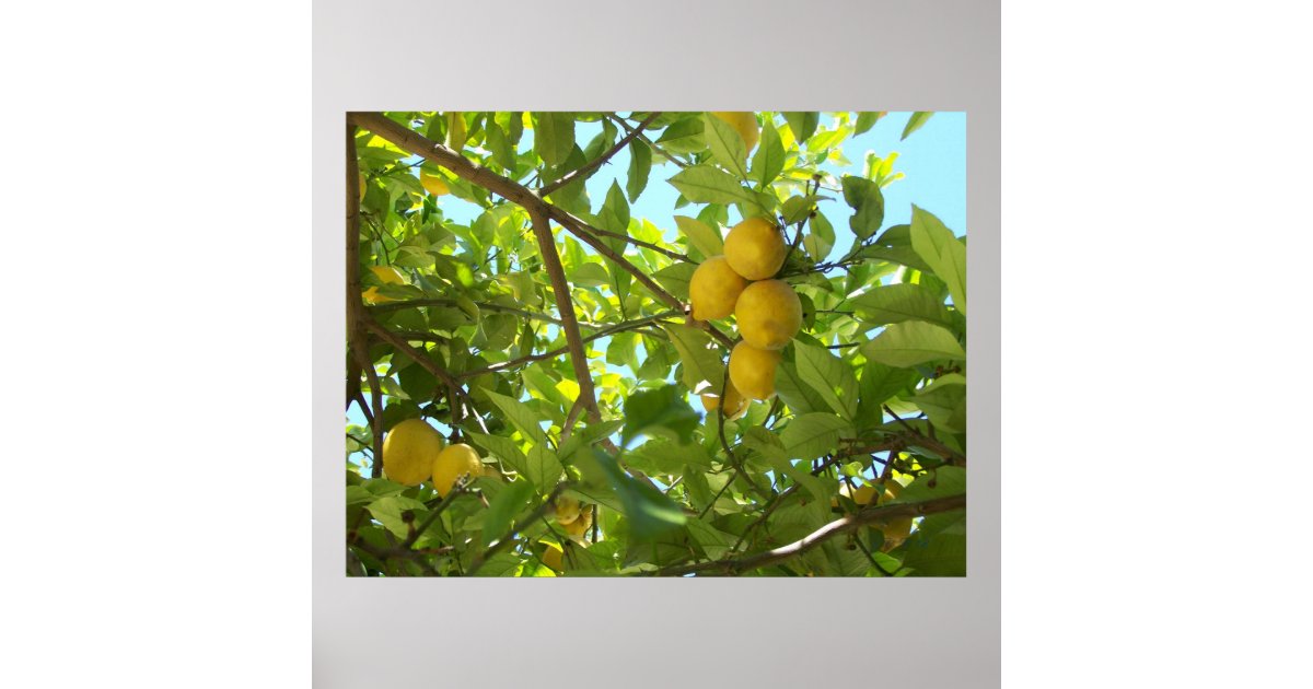 LEMON TREE POSTER | Zazzle