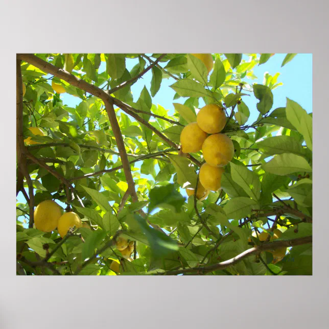LEMON TREE POSTER | Zazzle