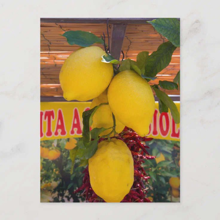 Lemon Vine In Positano Italy Postcard | Zazzle