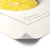 Lemons Citrus Limon 1908 by Ellen Isham Schutt Poster | Zazzle