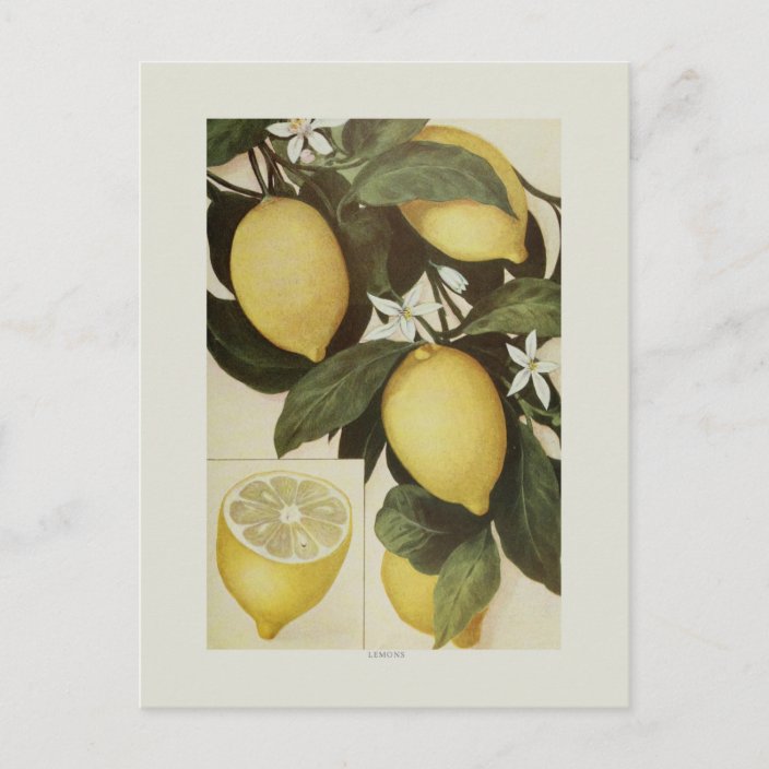 Lemons Postcard | Zazzle.com