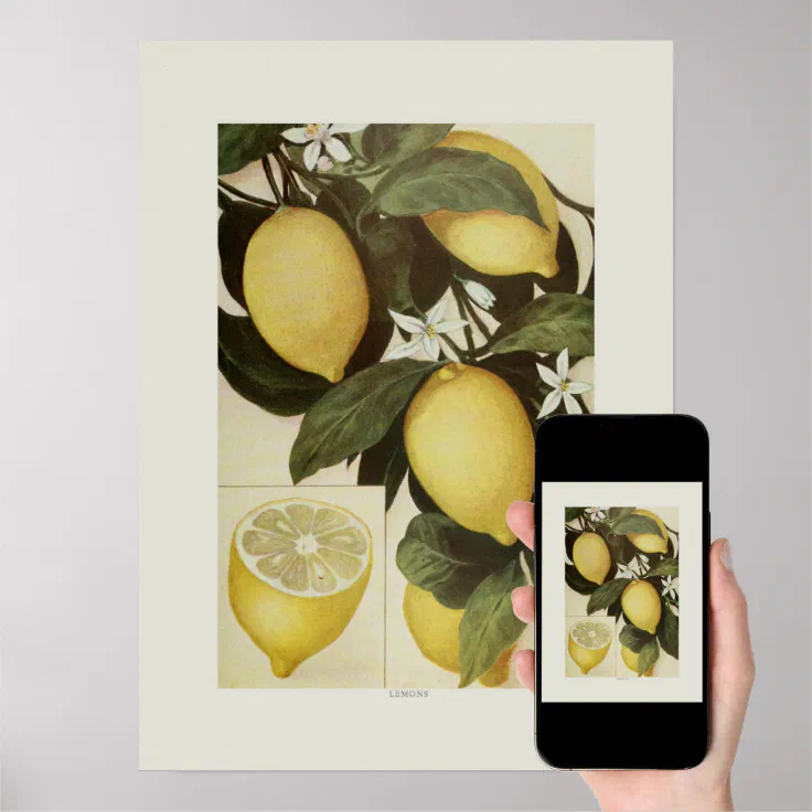 Lemons Poster | Zazzle