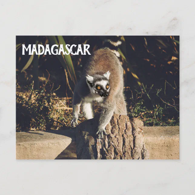 Lemur Monkey Madagascar Wildlife Postcard | Zazzle