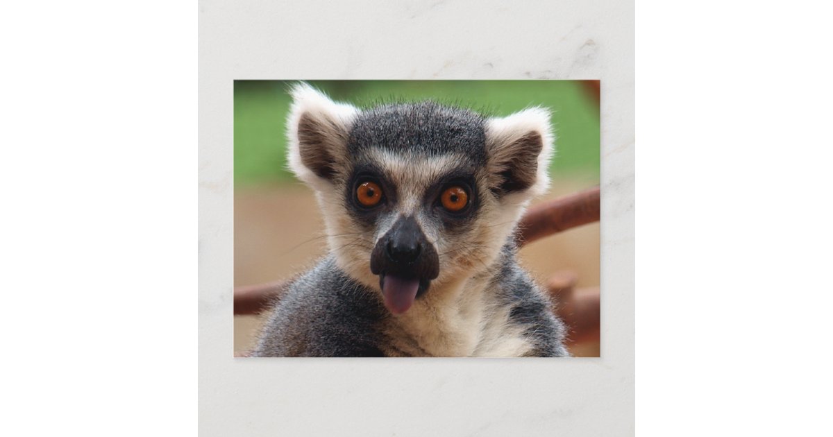 Lemur Postcard | Zazzle