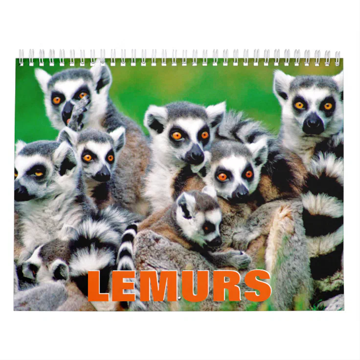 Lemurs Wall Calendar | Zazzle