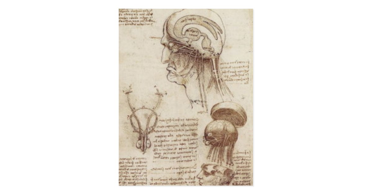 Leonardo da Vinci - Brain Physiology Postcard | Zazzle.com