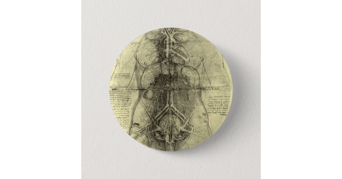 Leonardo da Vinci's Human Anatomy, Female Torso Pinback Button | Zazzle
