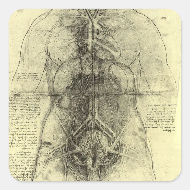 Leonardo da Vinci's Human Anatomy, Female Torso Square Sticker | Zazzle