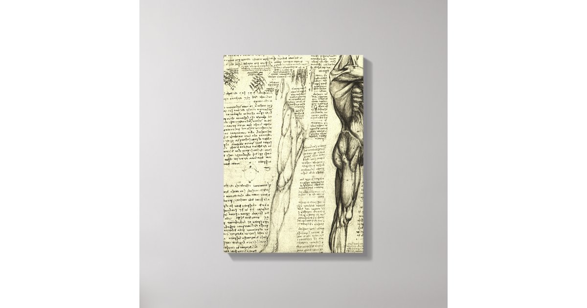 Leonardo da Vinci's Human Anatomy Male Muscles Canvas Print | Zazzle