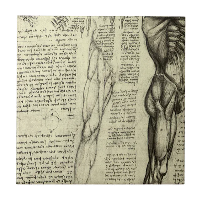 Leonardo da Vinci's Human Anatomy Male Muscles Tile | Zazzle
