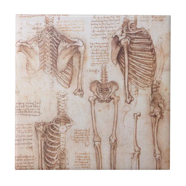 Leonardo da Vinci's Human Anatomy Skeleton Bones Tile | Zazzle