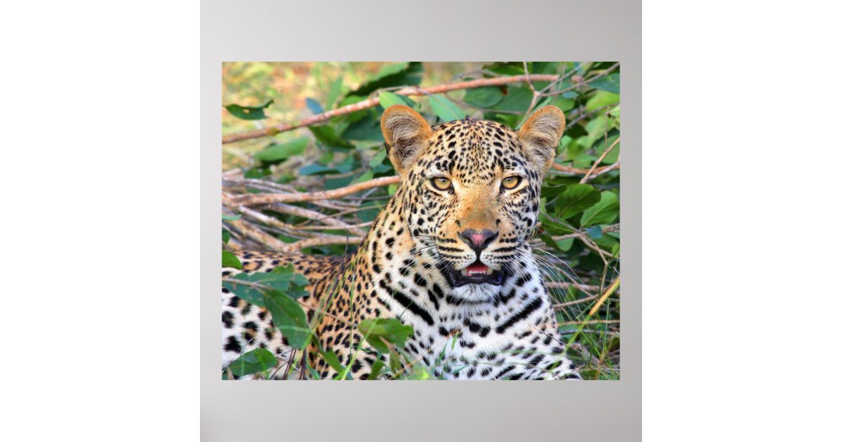 Leopard 6 poster | Zazzle