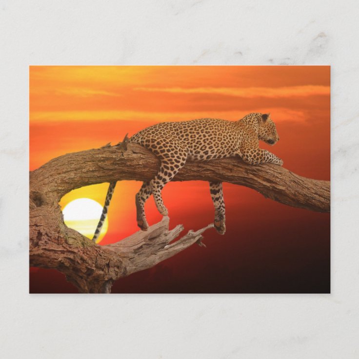 Leopard at sunset postcard | Zazzle