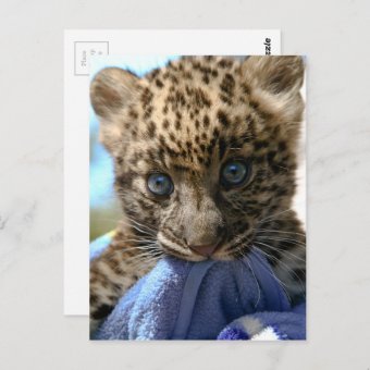 Leopard cub postcard | Zazzle