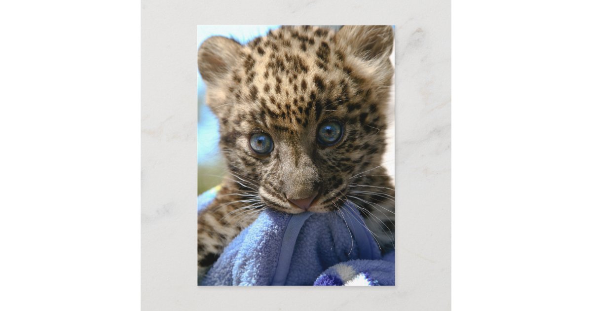 Leopard cub postcard | Zazzle