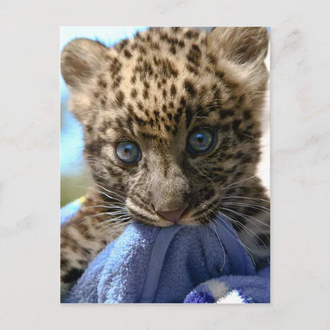 Leopard cub postcard | Zazzle