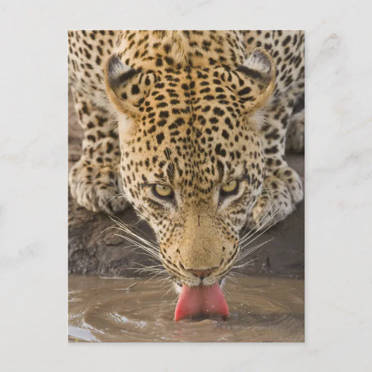 Leopard drinking, Greater Kruger National Park, Postcard | Zazzle