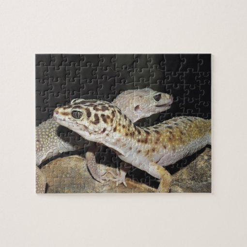 Leopard gecko design for all! jigsaw puzzle | Zazzle
