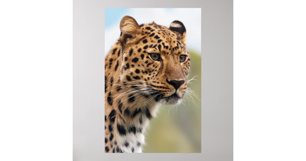 Leopard Head Shot Poster | Zazzle