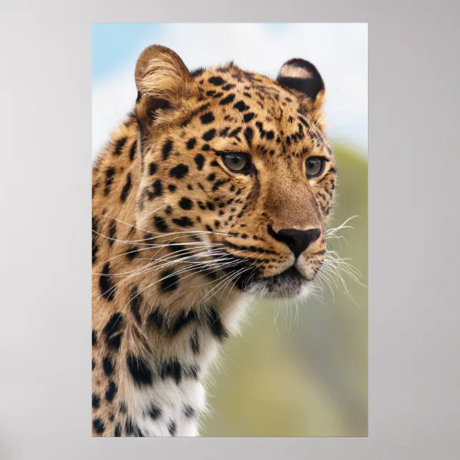 Leopard Head Shot Poster | Zazzle