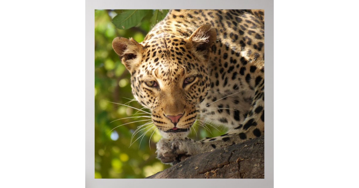 Leopard in a tree poster | Zazzle
