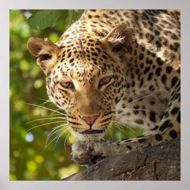 Leopard in a tree poster | Zazzle