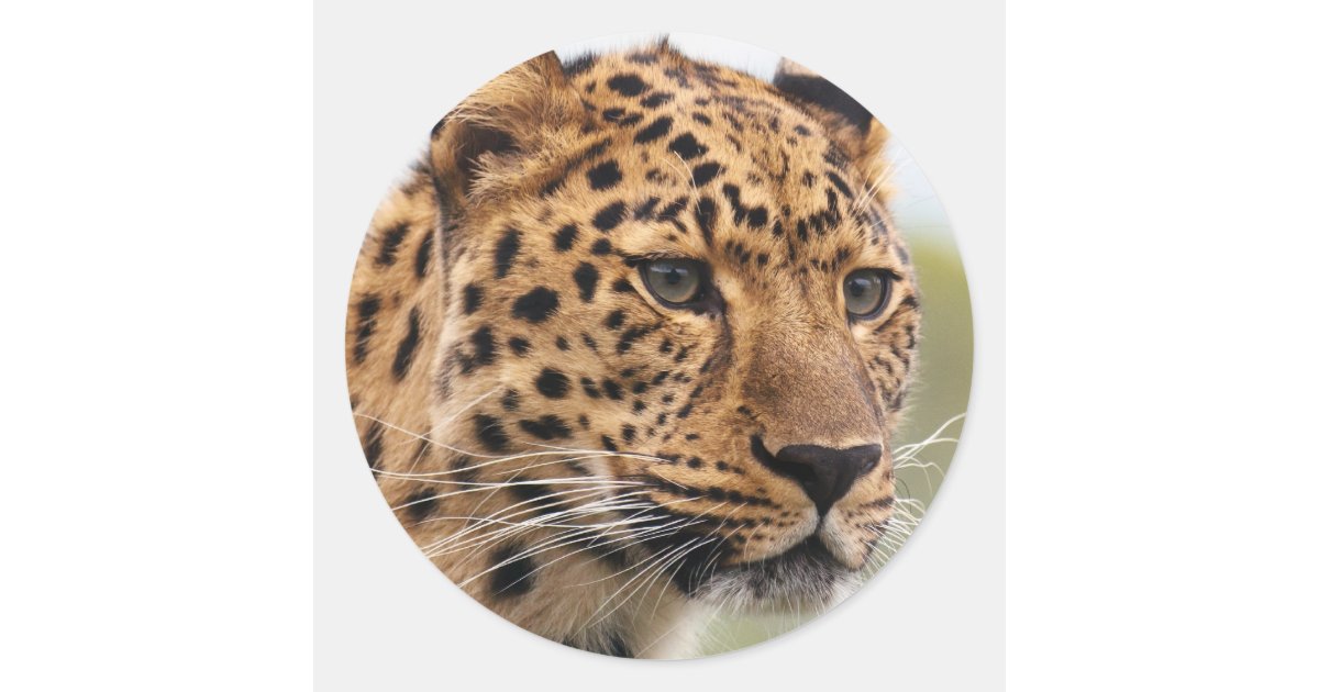 Leopard Photo Classic Round Sticker | Zazzle