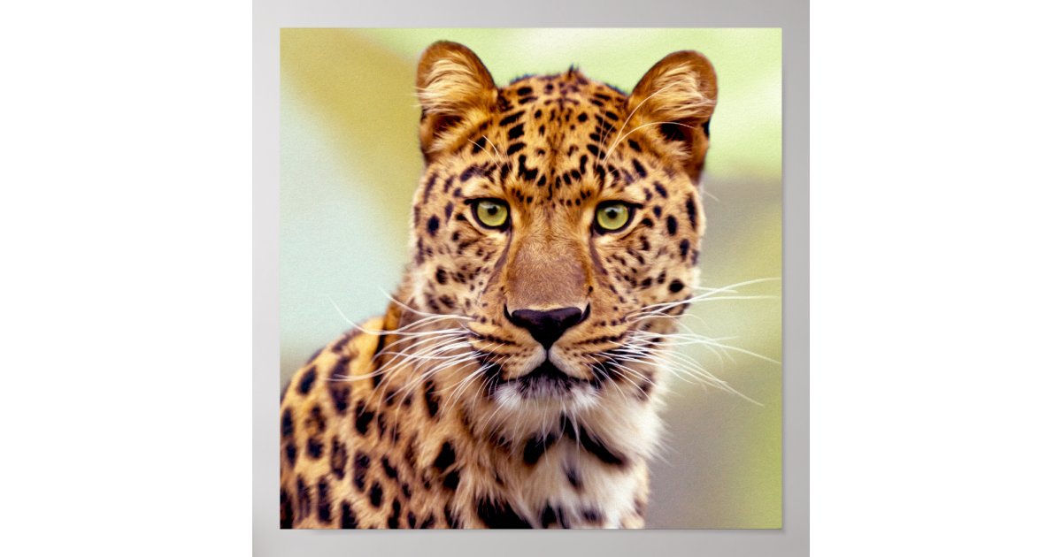 Leopard Photograph Poster | Zazzle