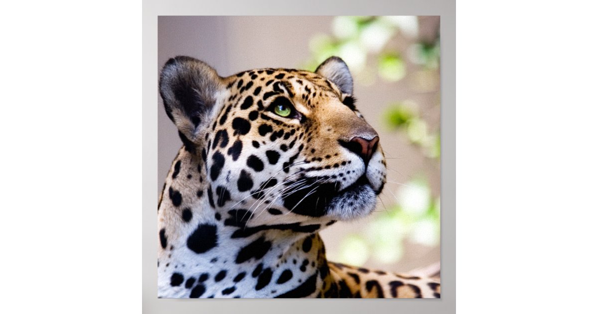 Leopard Photograph Poster | Zazzle.com