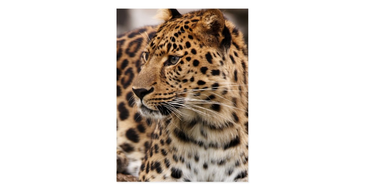 Leopard Postcard | Zazzle.com