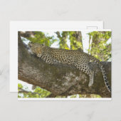 Leopard Postcard | Zazzle