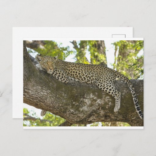 Leopard Postcard | Zazzle