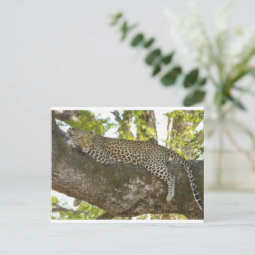 Leopard Postcard | Zazzle