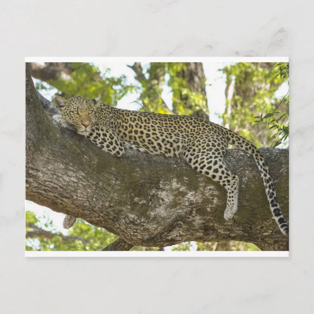 Leopard Postcard | Zazzle