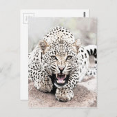 Leopard Postcard | Zazzle