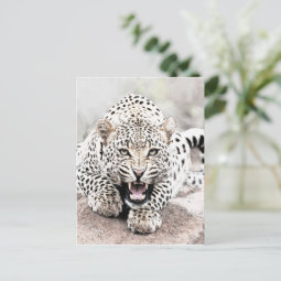 Leopard Postcard | Zazzle