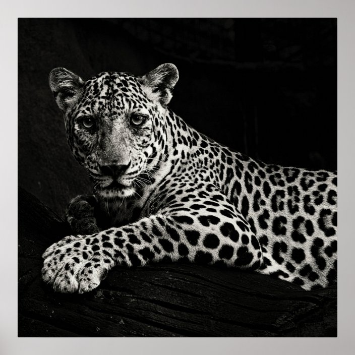 LEOPARD POSTER | Zazzle.com