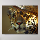 Wildcat Poster | Zazzle.com