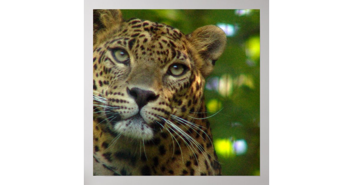 Leopard Poster Print | Zazzle