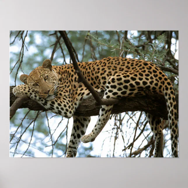 Leopard Resting in Tree Poster | Zazzle