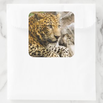 Leopard Stickers | Zazzle