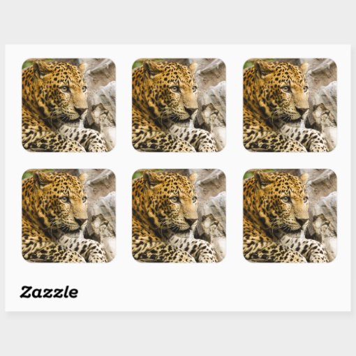 Leopard Stickers | Zazzle